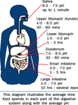 The Human Digestive Tract pH Range Diagram - Allegany Nutrition